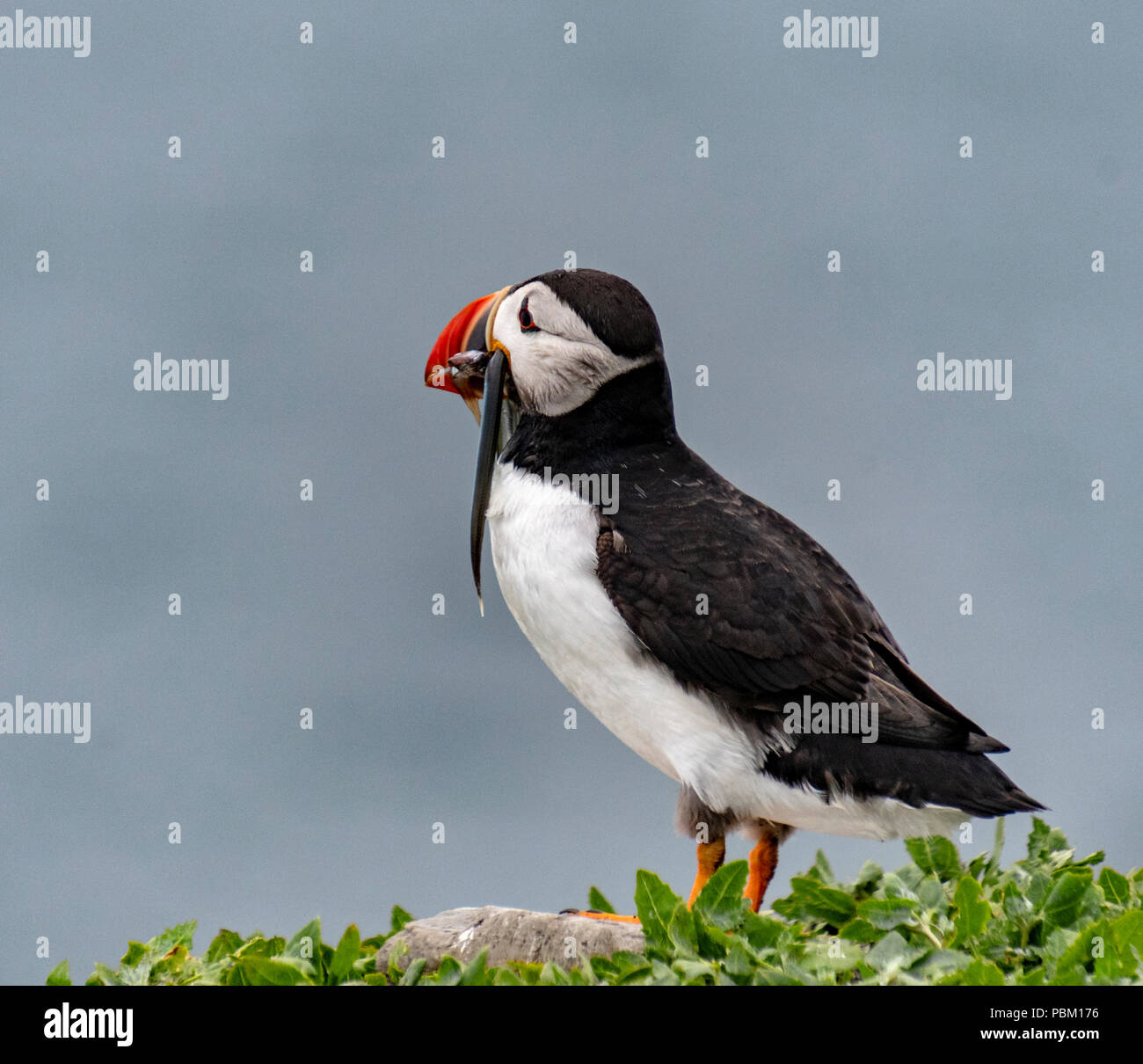 Puffin endangered animals hi-res stock photography and images - Alamy