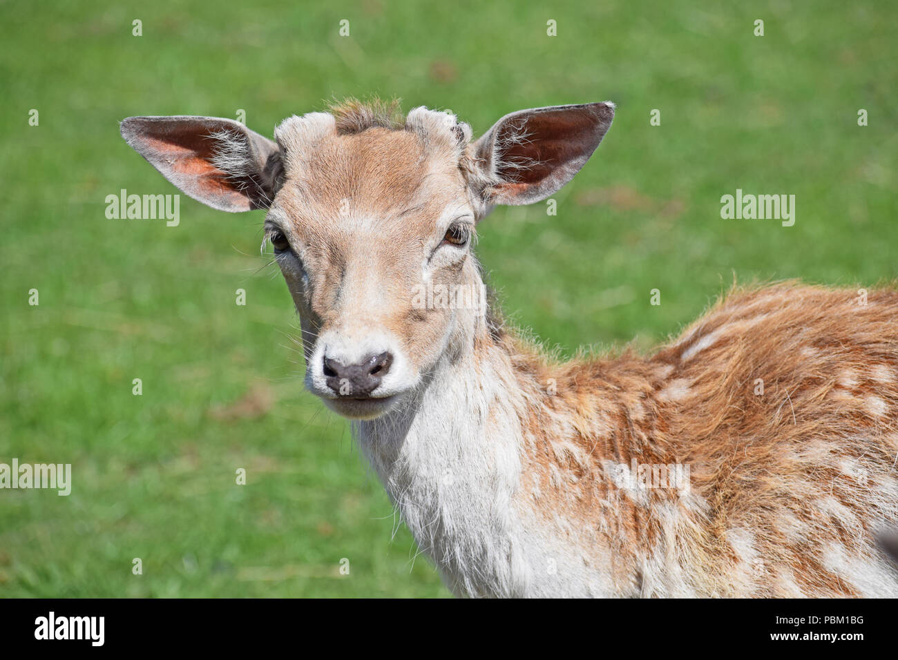 Cupar fife hi-res stock photography and images - Alamy