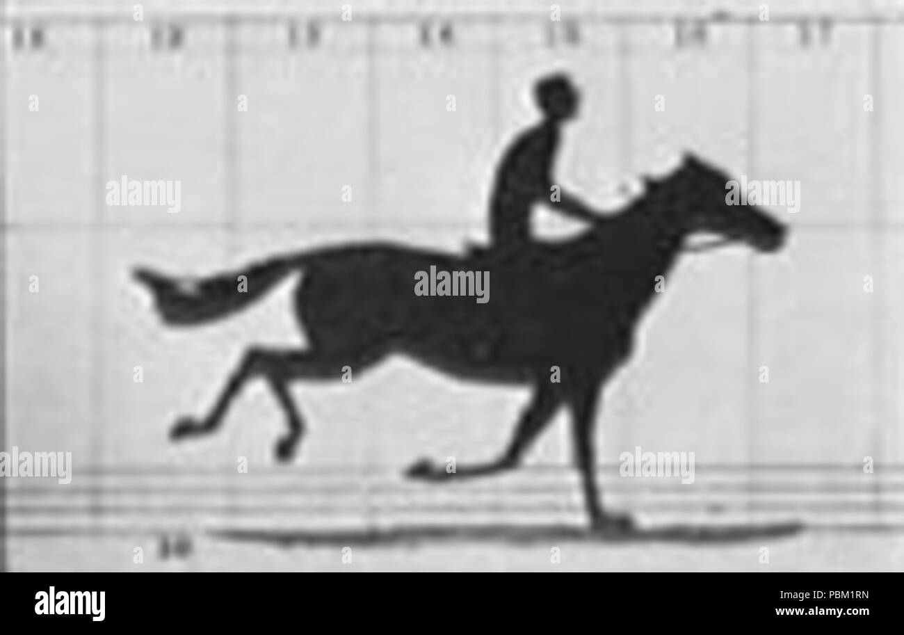 Study of equine characteristics Black and White Stock Photos & Images ...