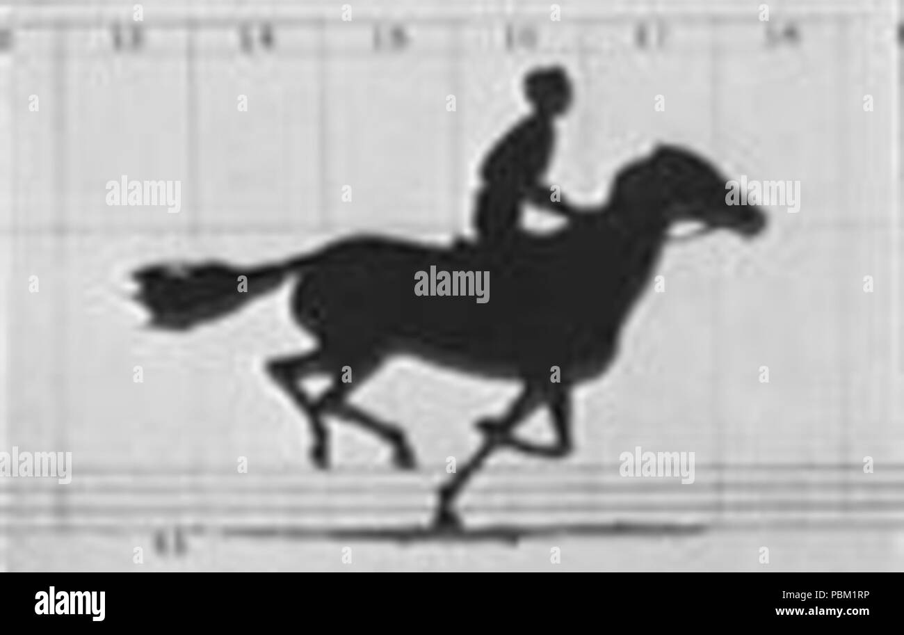 Equine classification Black and White Stock Photos & Images - Alamy