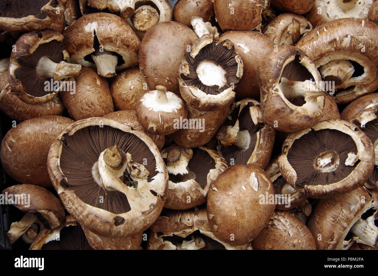 Farm fresh Portabello mushrooms piled for farmers market display ...