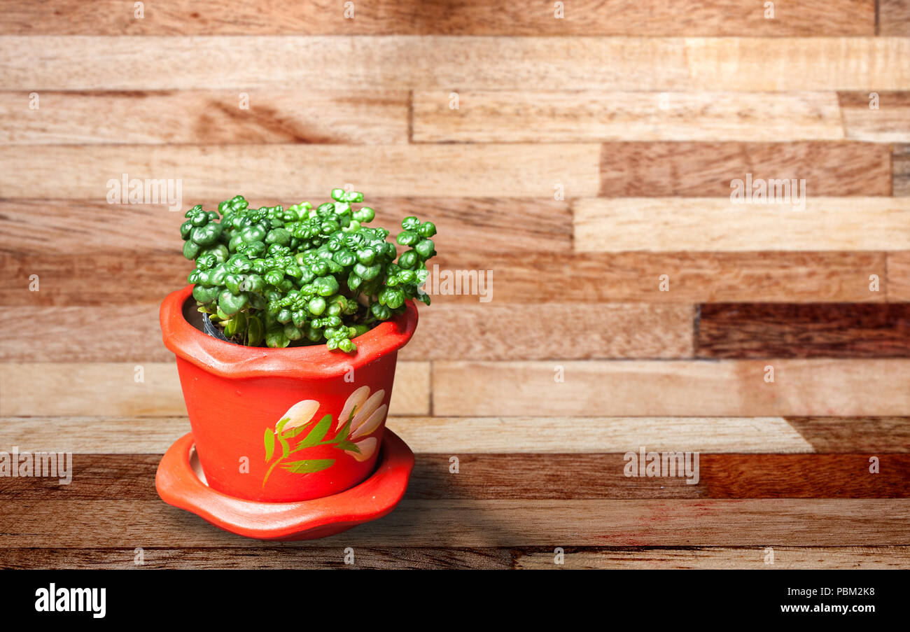 Trees in pots hi-res stock photography and images - Alamy
