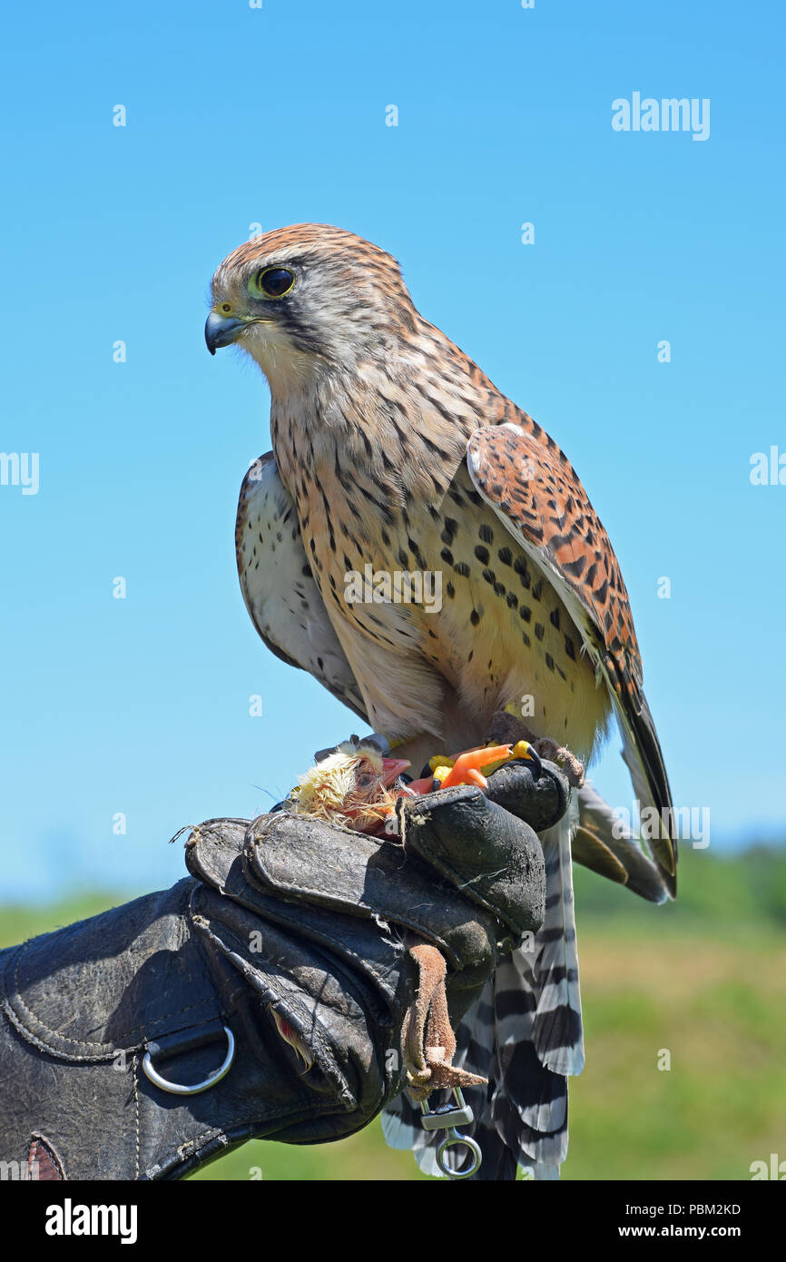 Kestrel, Falconry Display, Cupar, Fife, Scotland Stock Photo - Alamy