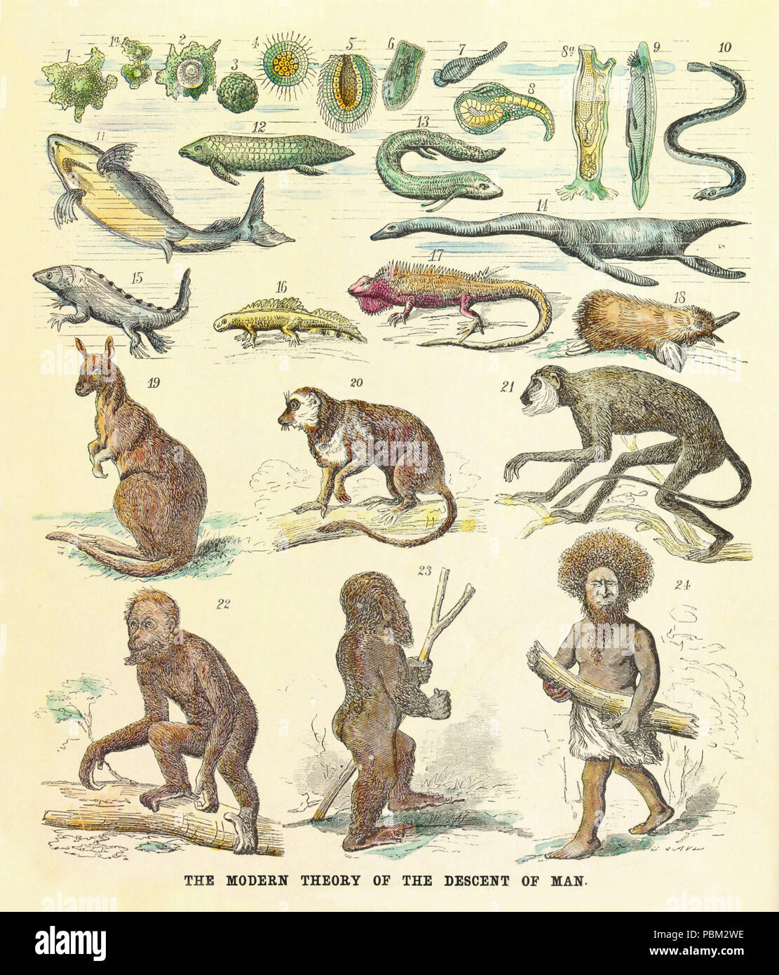 Human family tree chart hi-res stock photography and images - Alamy