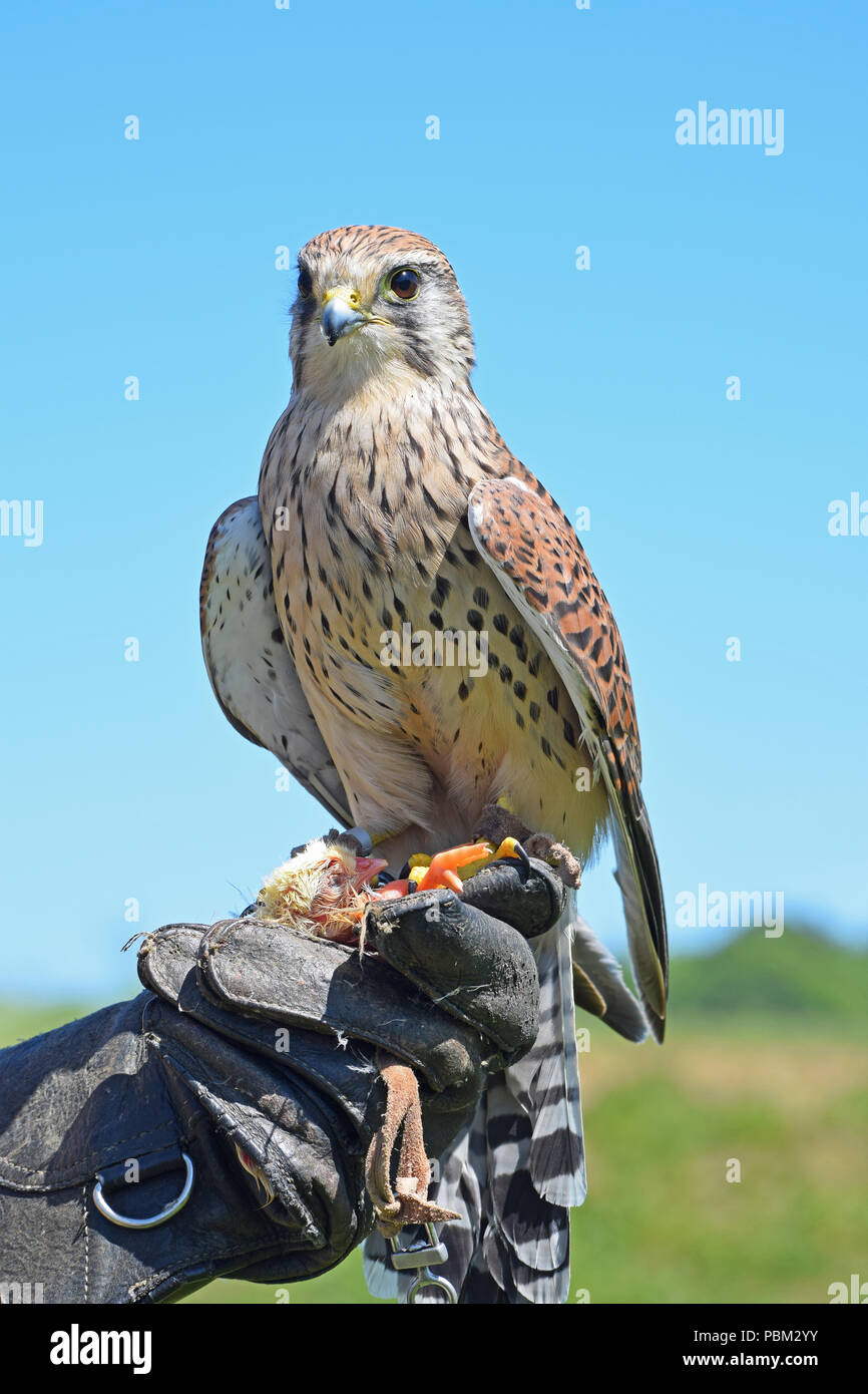 Falconry gauntlet glove hi-res stock photography and images - Alamy