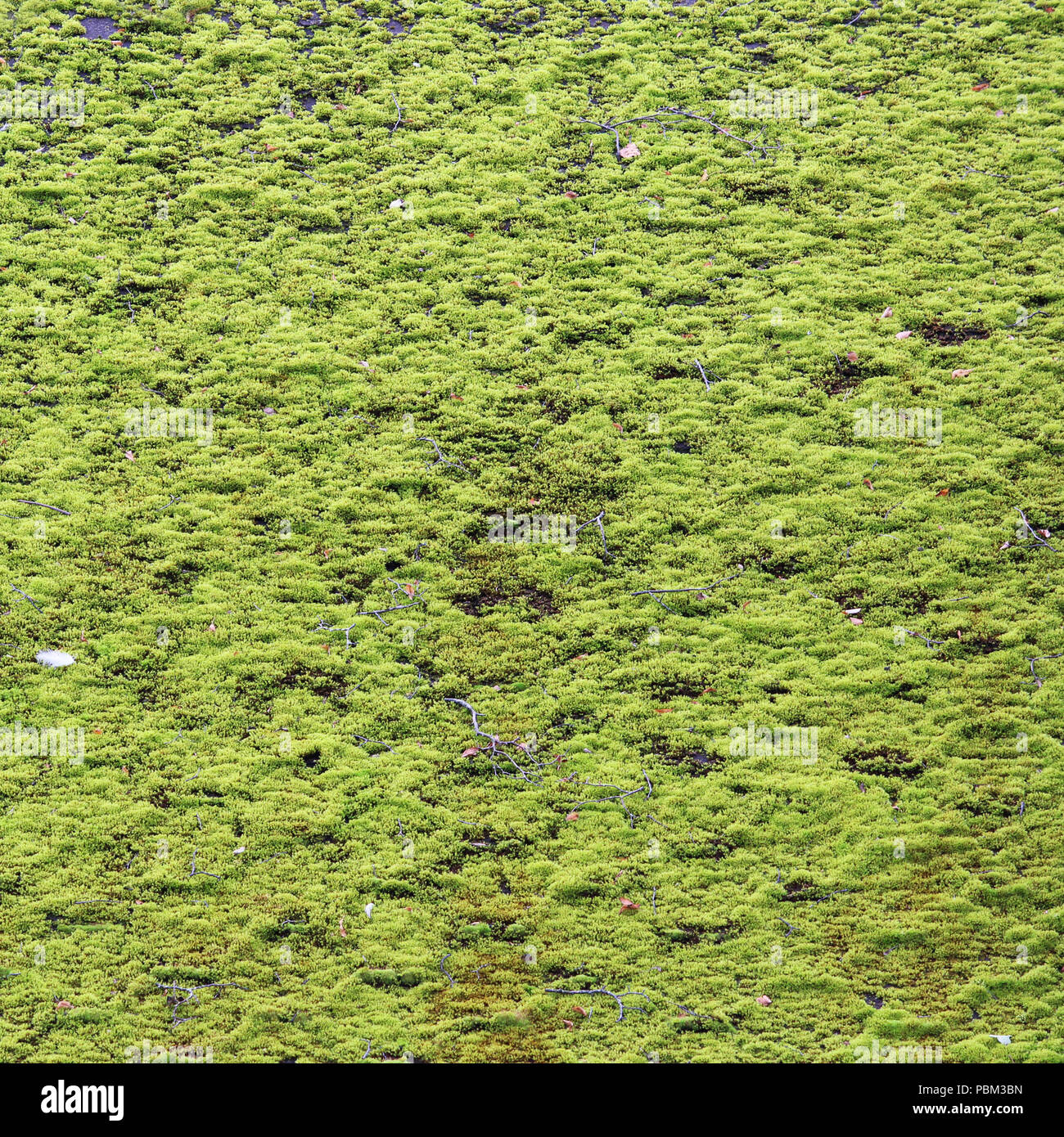 Green asphalt roof shingles texture hi-res stock photography and images ...