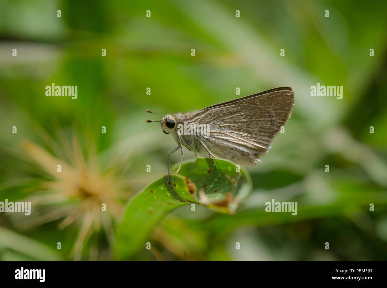 Gegenes nostrodamus hi-res stock photography and images - Alamy