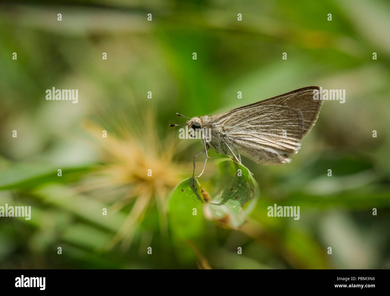 Light pygmy skipper butterfly hi-res stock photography and images - Alamy