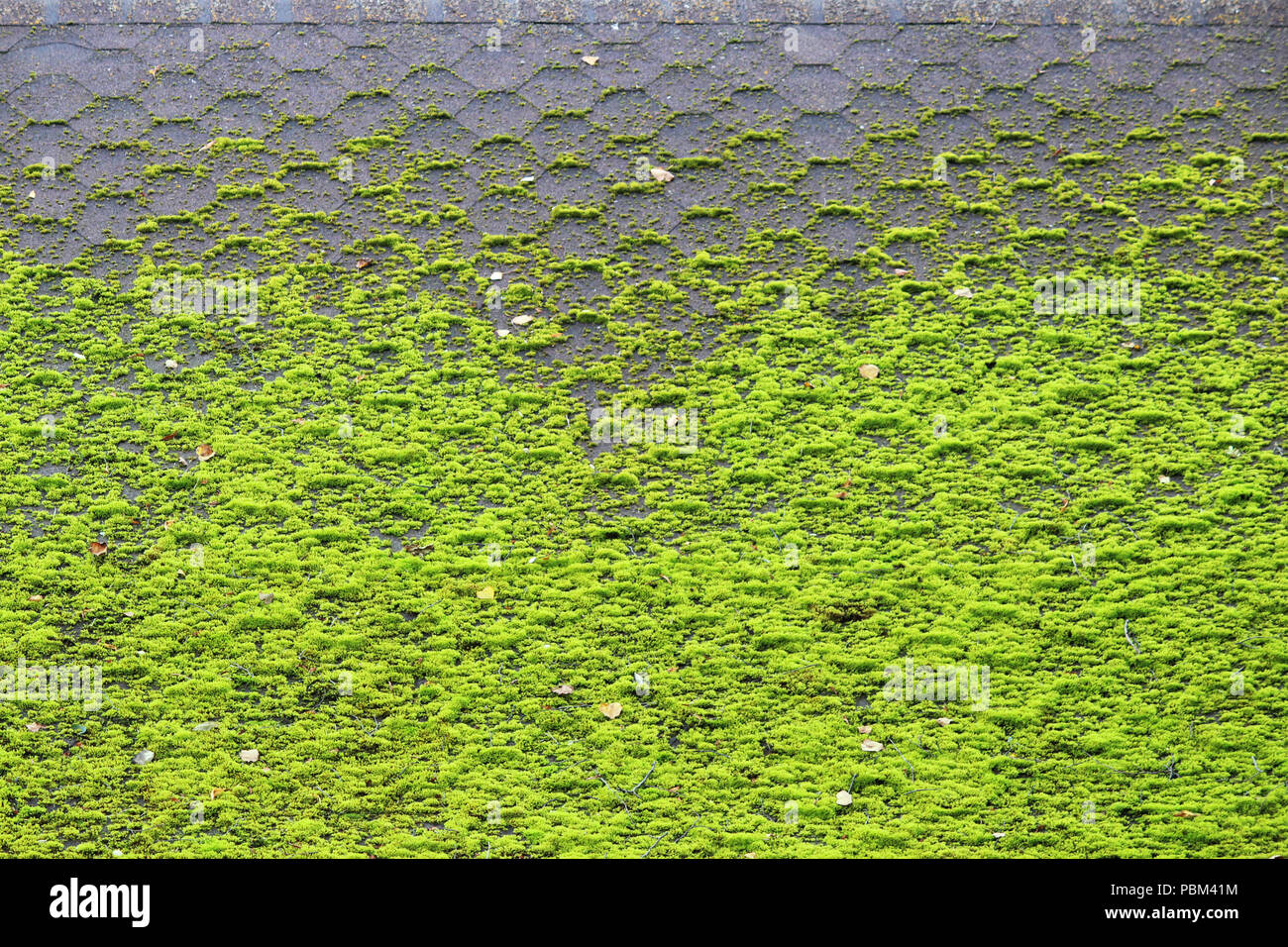 Green asphalt roof shingles texture hi-res stock photography and images ...