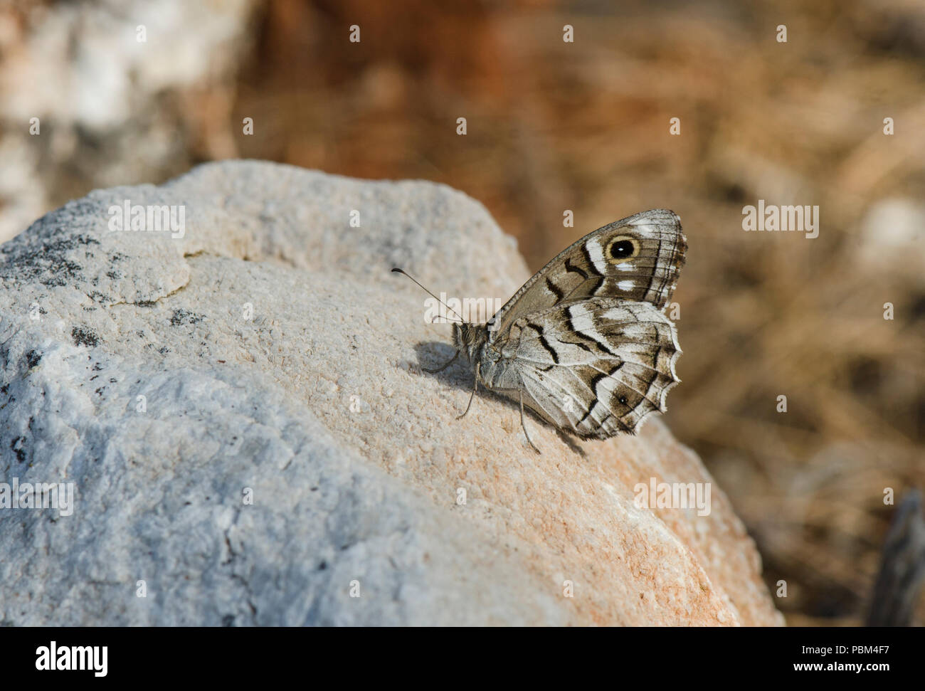 Butterfly camouflage hi-res stock photography and images - Alamy