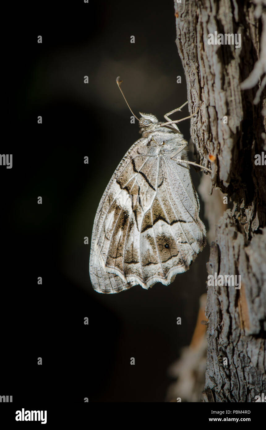 Striped butterfly wings hi-res stock photography and images - Alamy