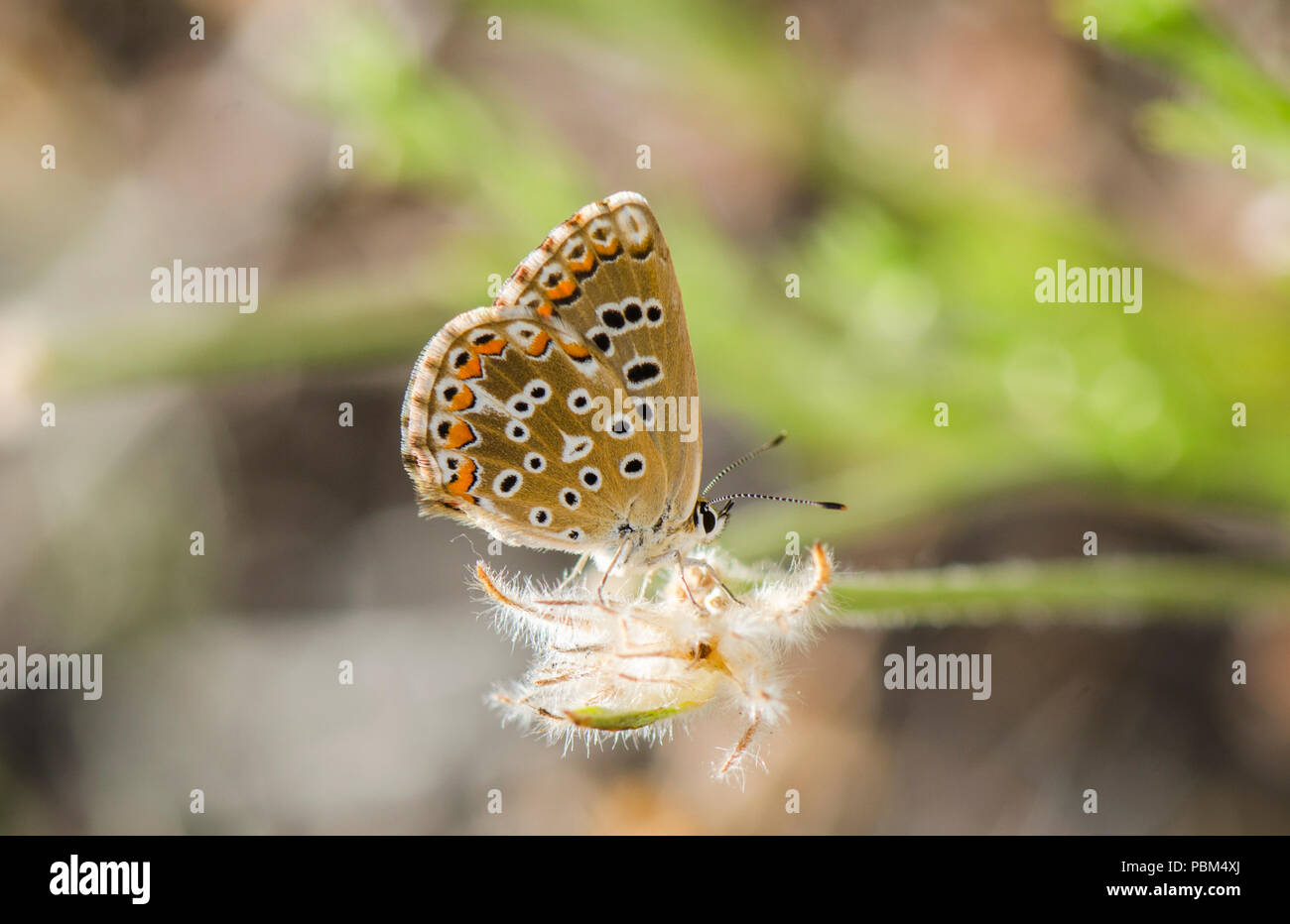 Blue butterfly wing hi-res stock photography and images - Alamy