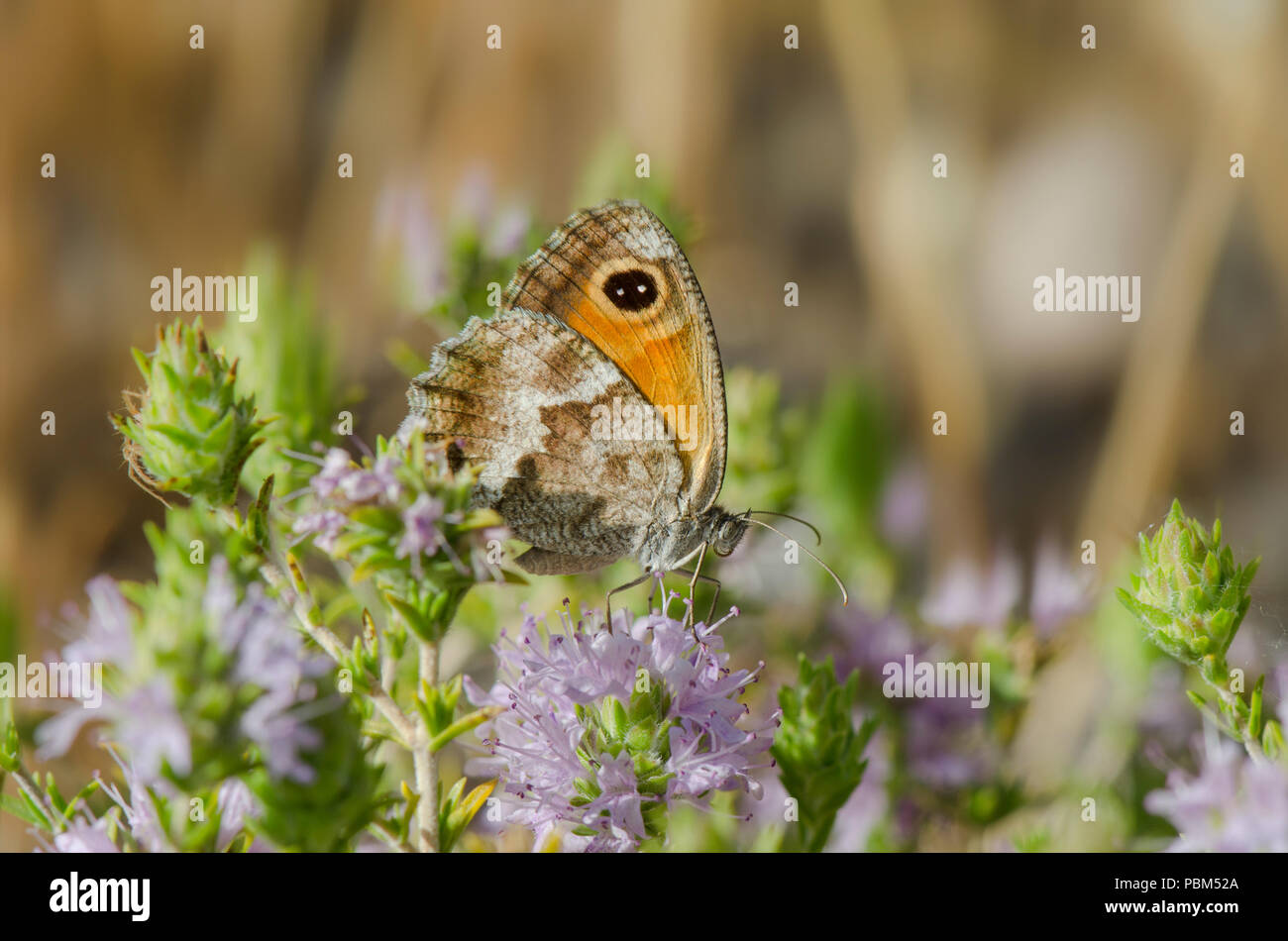Gatekeeper butterflies hi-res stock photography and images - Alamy
