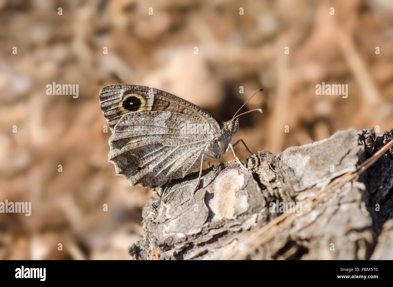 Tree grayling, Hipparchia statilinus. Sierra de Mijas. Andalusia Stock ...