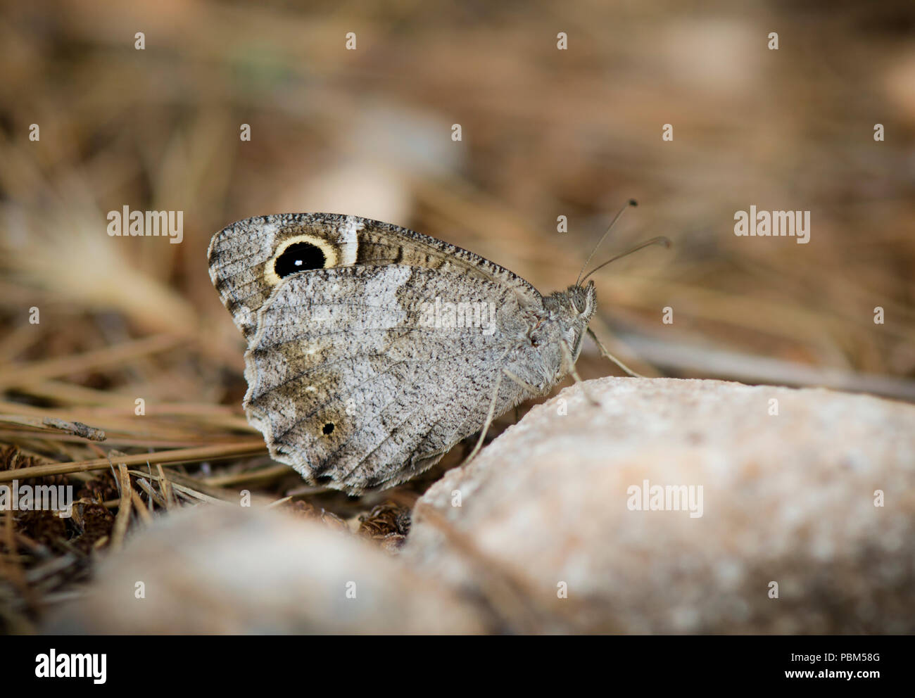 Tree grayling, Hipparchia statilinus. Sierra de Mijas. Andalusia Stock ...