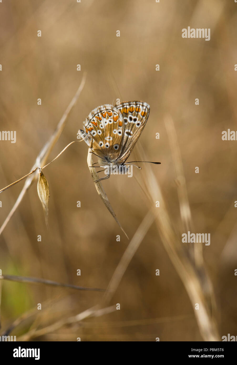 Blue butterfly wing hi-res stock photography and images - Alamy