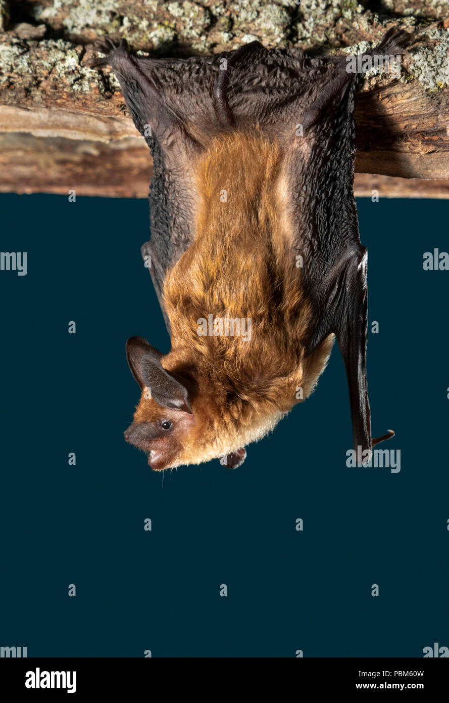 Brown bat hi-res stock photography and images - Alamy