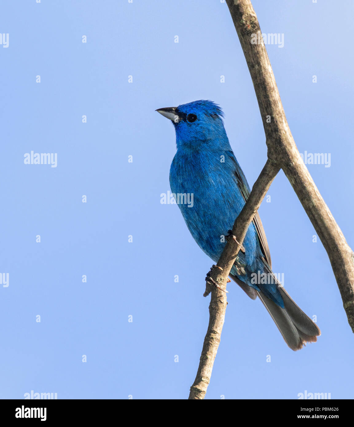 Birdong hi-res stock photography and images - Alamy