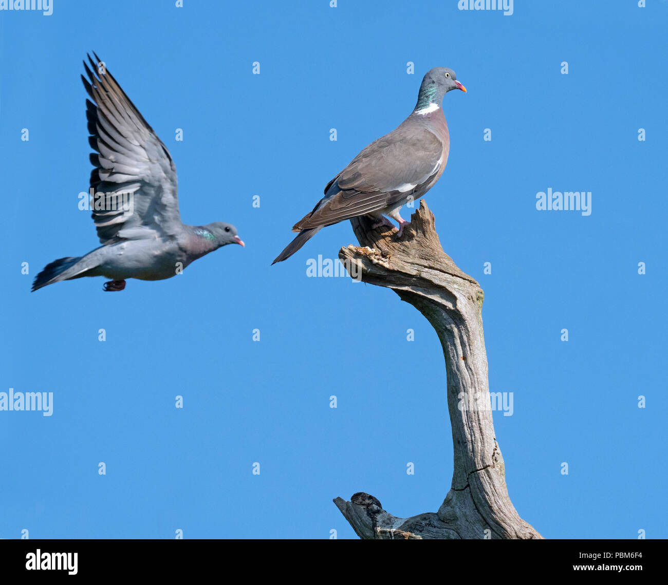 Wood pigeon in flight hi-res stock photography and images - Alamy