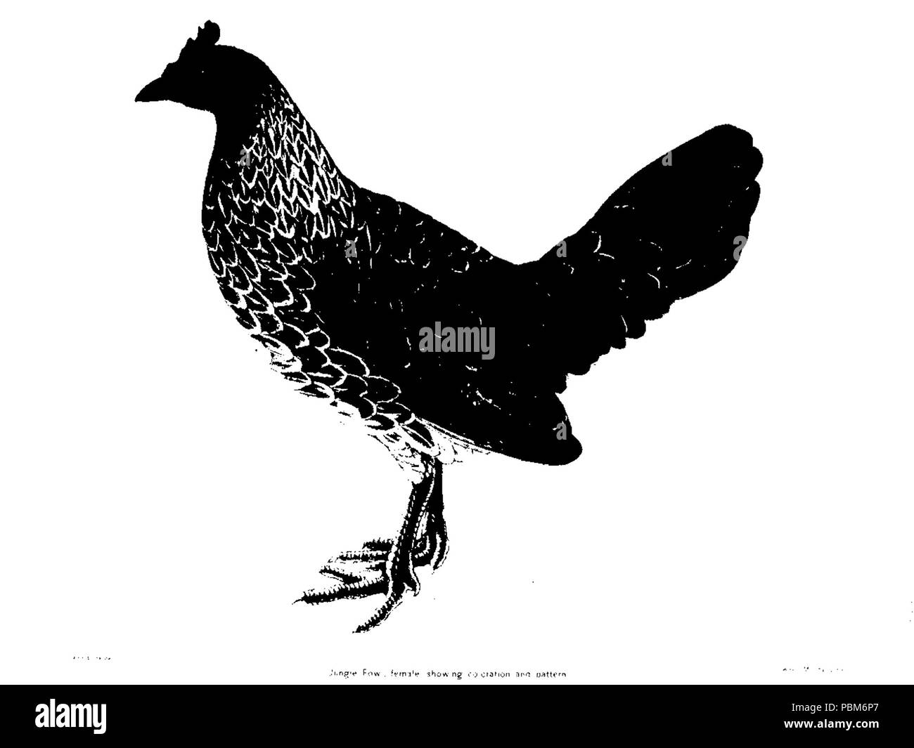 Inheritance patterns hi-res stock photography and images - Alamy