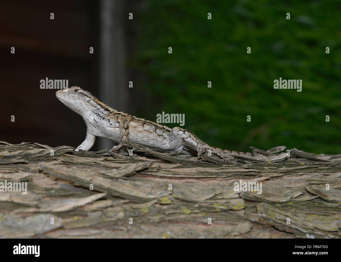 Texas tree lizard hi-res stock photography and images - Alamy