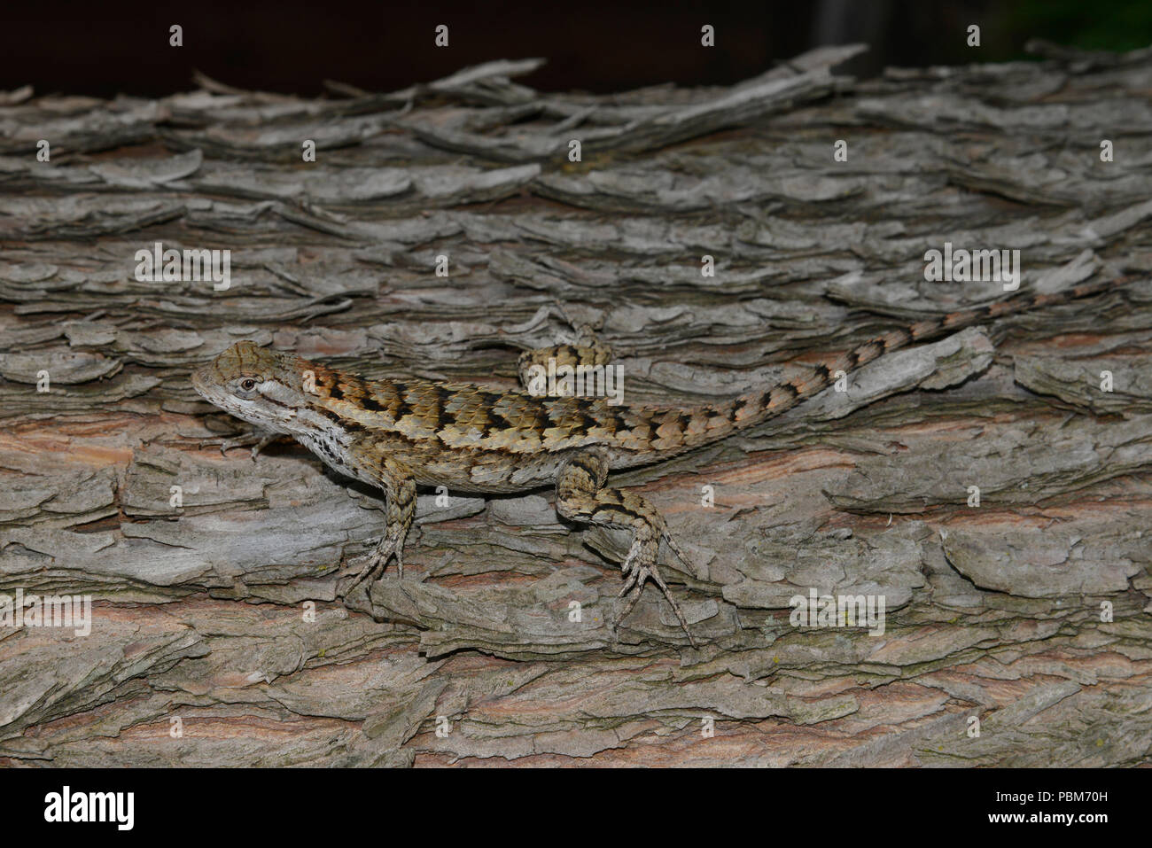 Texas tree lizard hi-res stock photography and images - Alamy