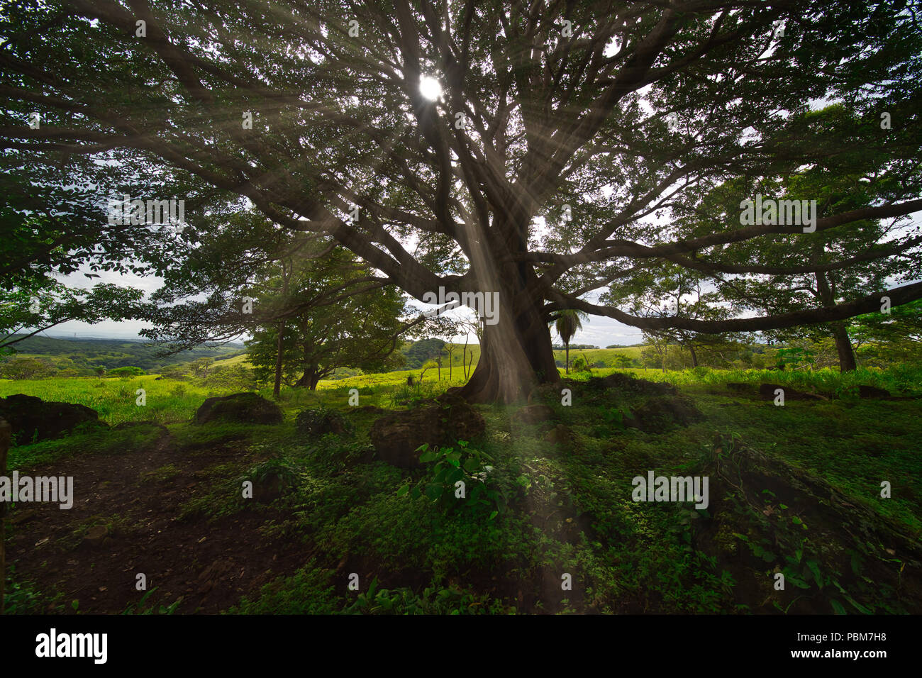 A sunburst is breaking through the dense crown of a tree with many ...