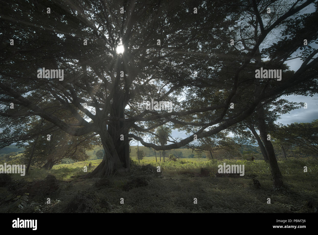 A sunburst is breaking through the dense crown of a tree with many ...