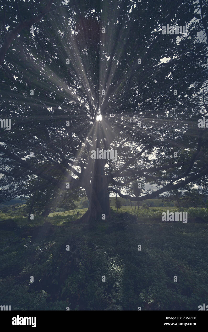 Elephant ear tree hi-res stock photography and images - Alamy