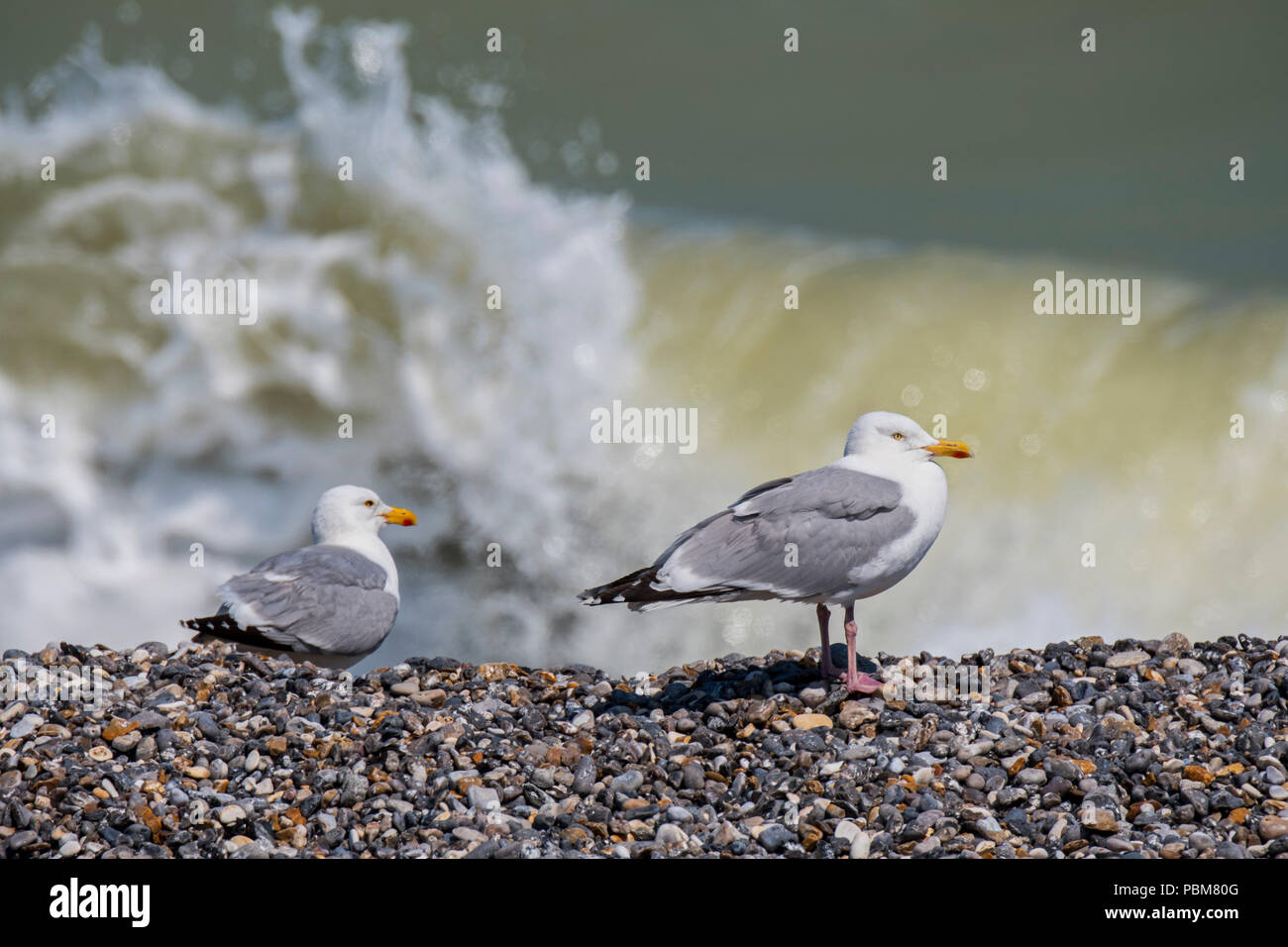Two European herring gulls (Larus argentatus) in front of wave breaking ...