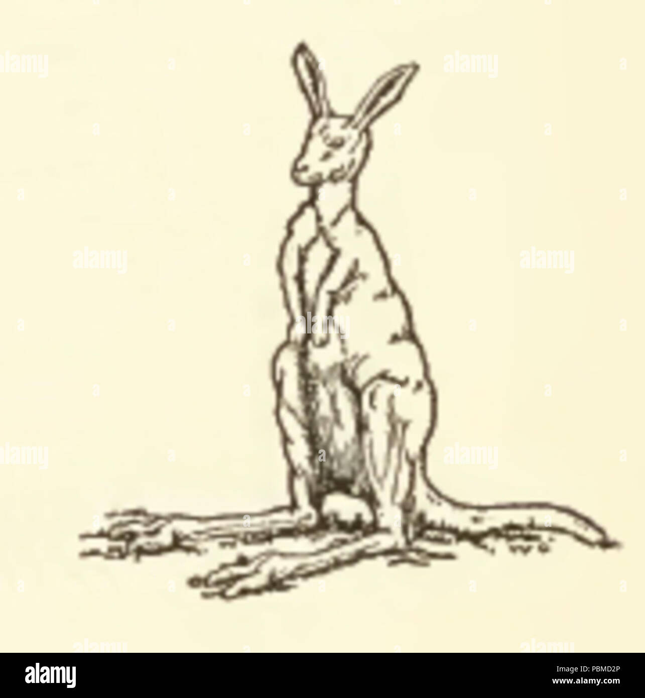 Kangaroo anatomy hi-res stock photography and images - Alamy