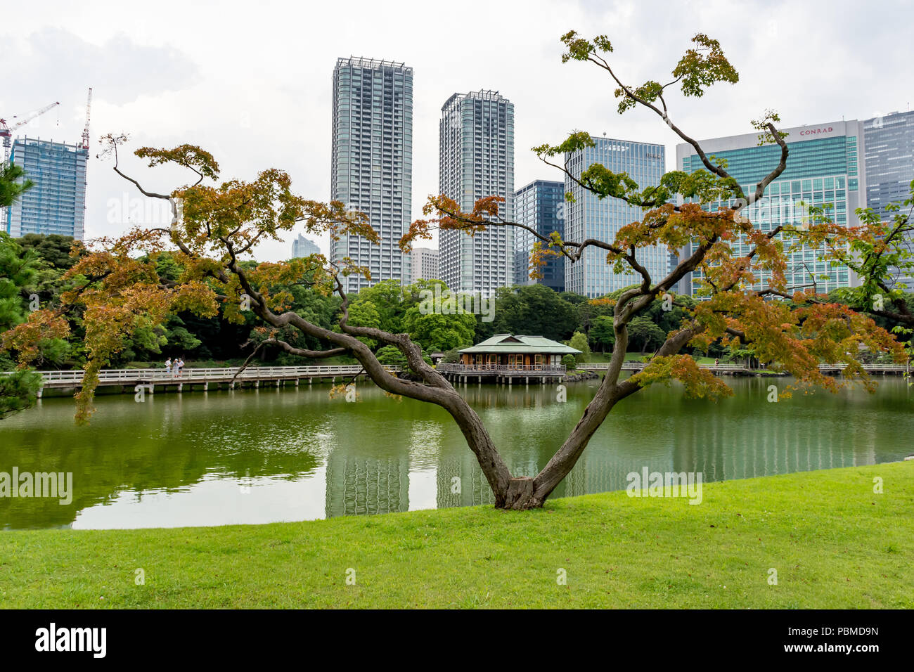 Teahouse viewed through the branches of a v-shaped tree with ...