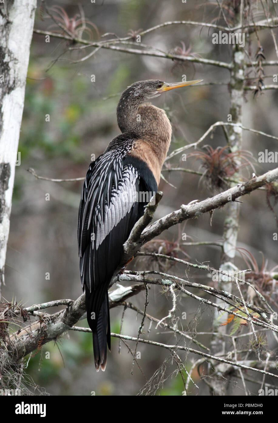 Big cypress national preserve hi-res stock photography and images - Alamy
