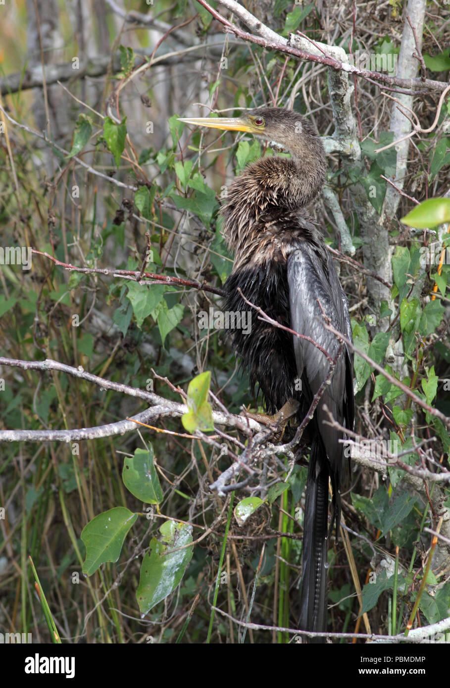 Everglades national park tree hi-res stock photography and images - Alamy