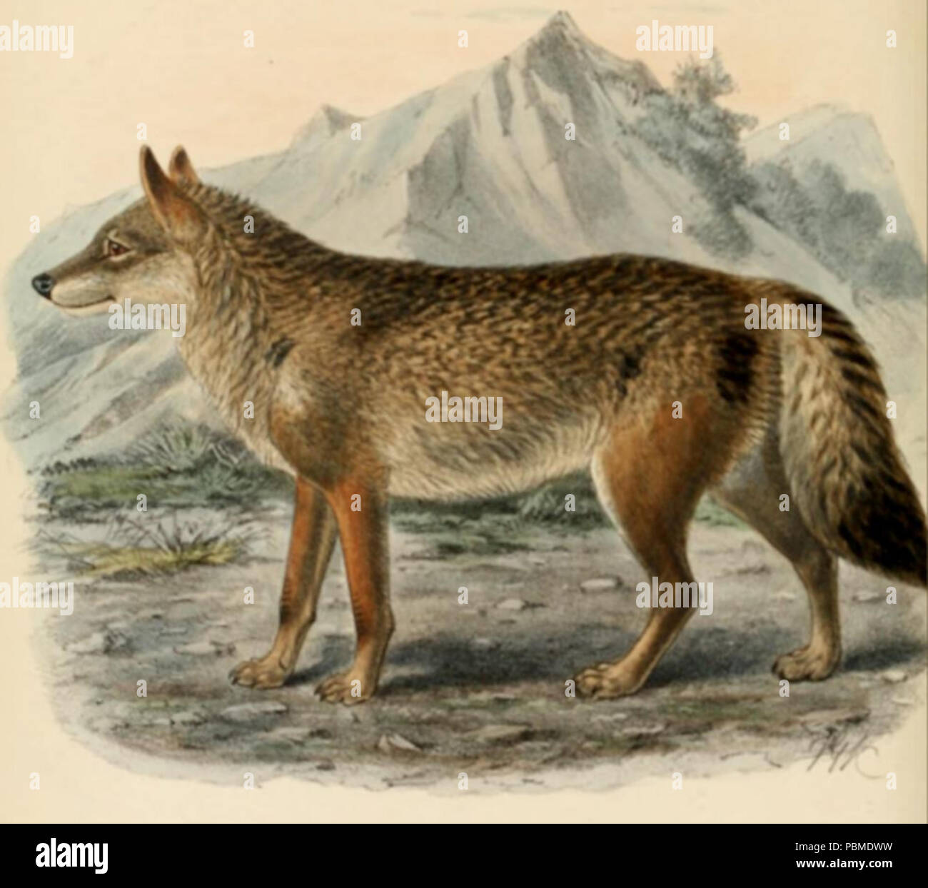 Gray wolf art hi-res stock photography and images - Alamy