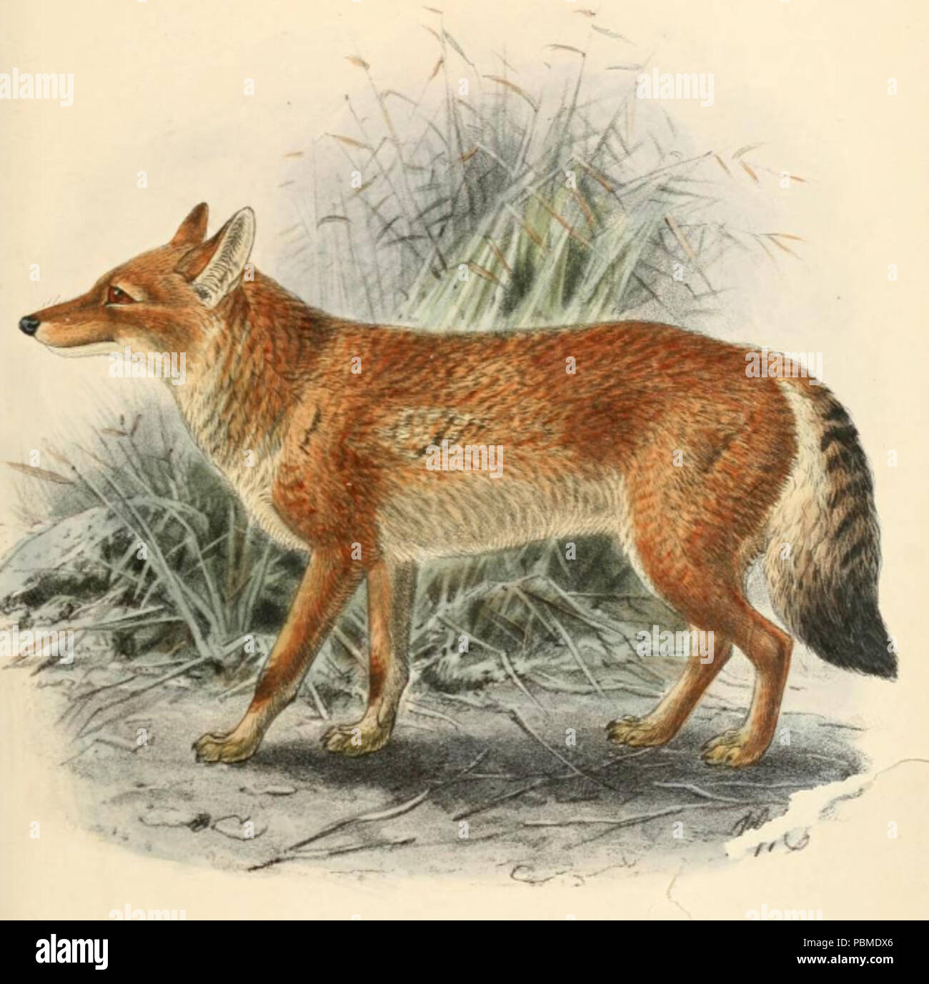 Ethiopian predators hi-res stock photography and images - Alamy