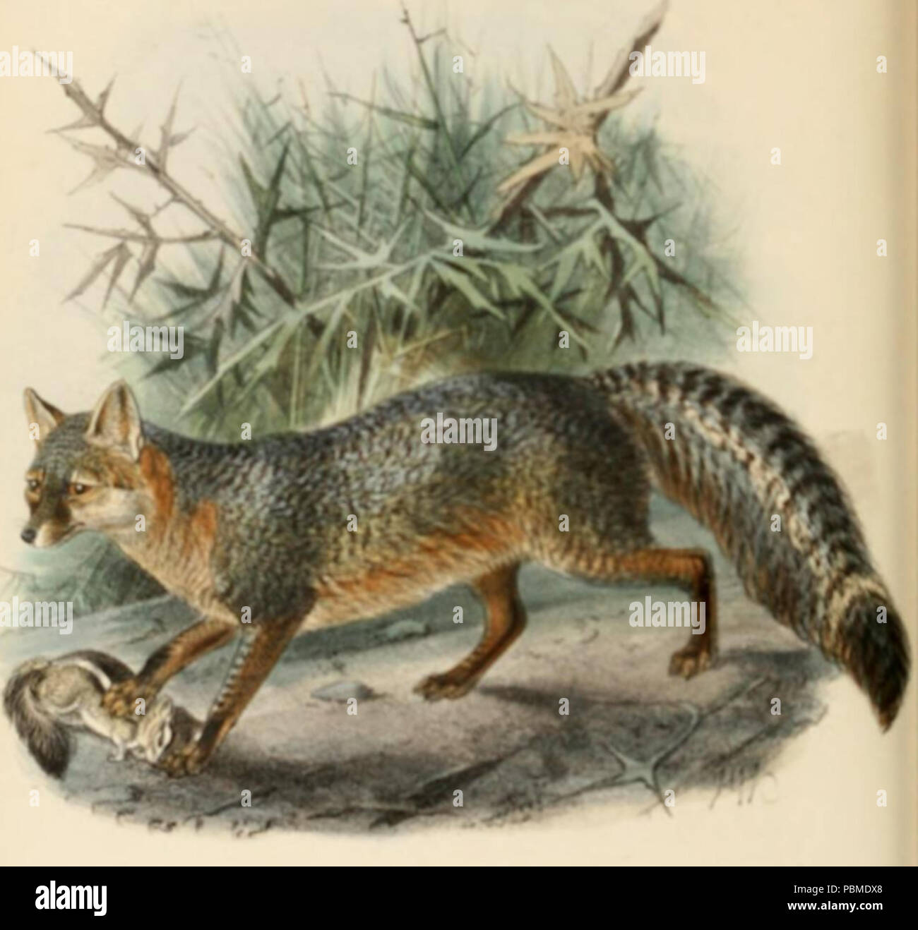 Diversity of fox species hi-res stock photography and images - Alamy