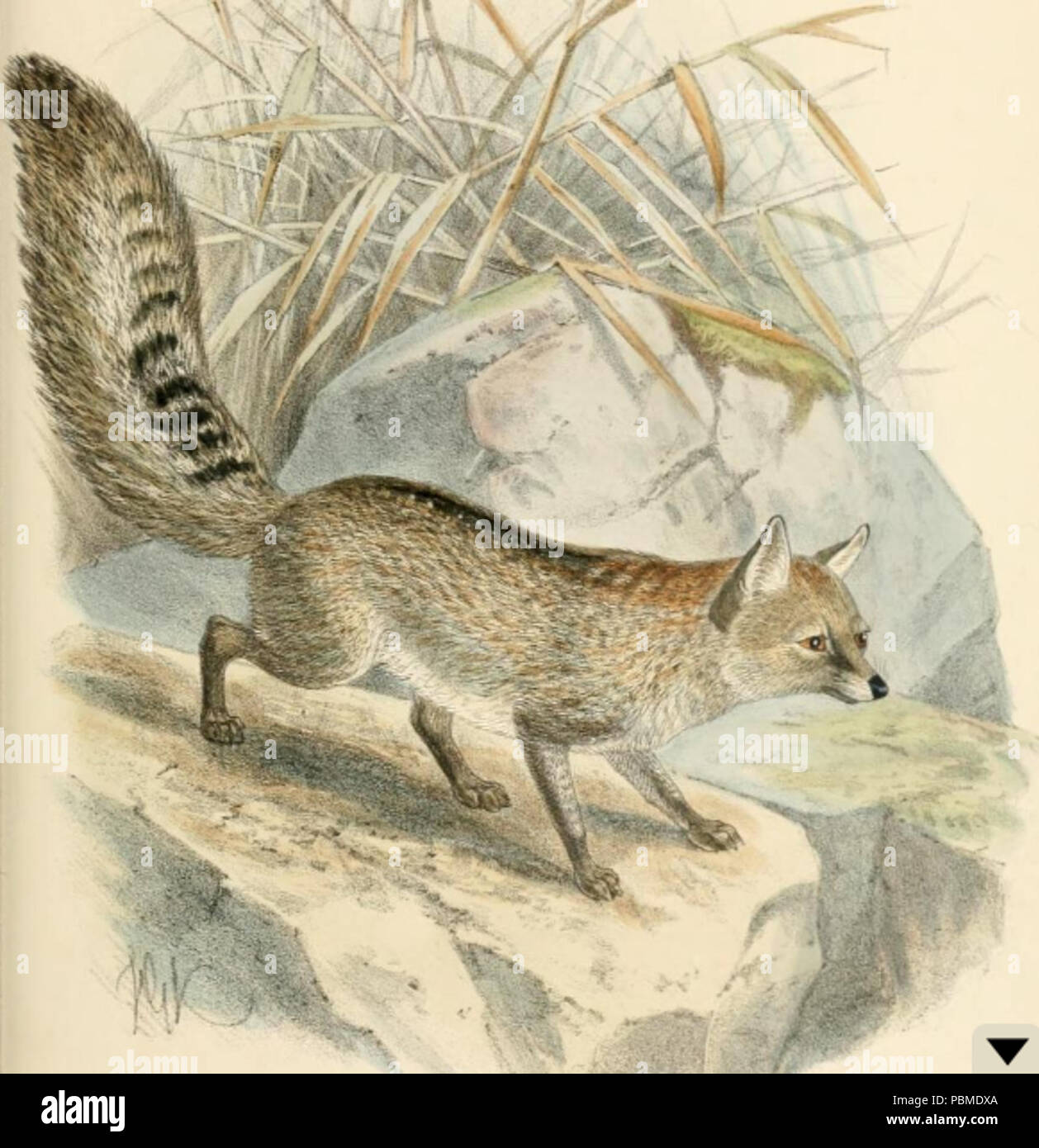 Hoary fox hi-res stock photography and images - Alamy