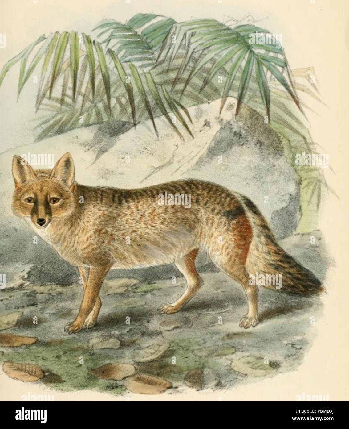 Pampas fox hi-res stock photography and images - Alamy