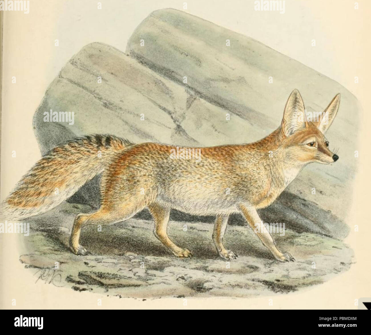 Ruppell's fox hi-res stock photography and images - Alamy