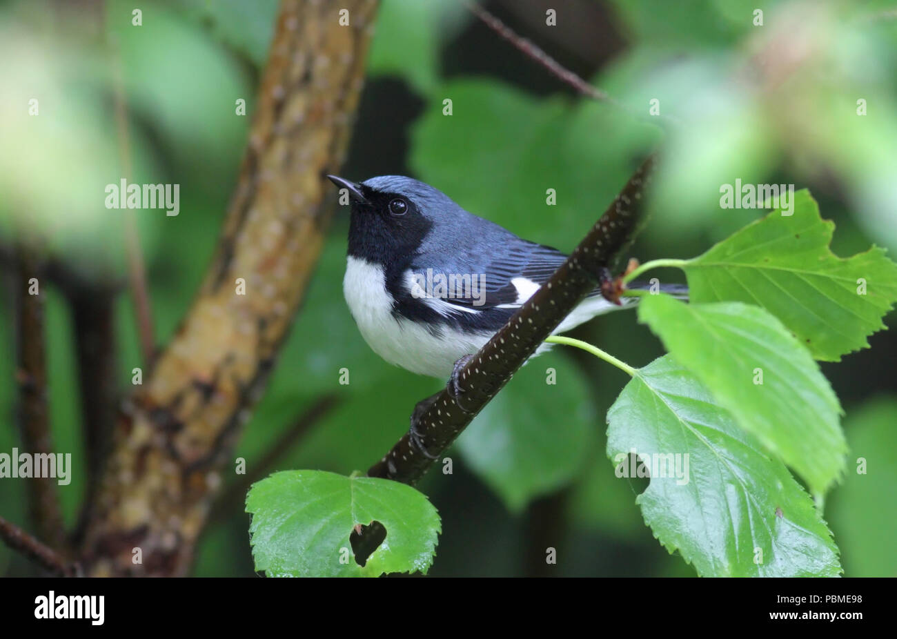 The black throated blue warbler hi-res stock photography and images - Alamy