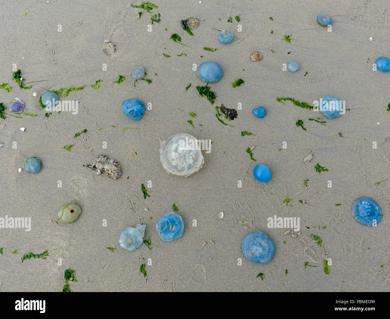 swarms of washed up jellyfish top view Stock Photo - Alamy