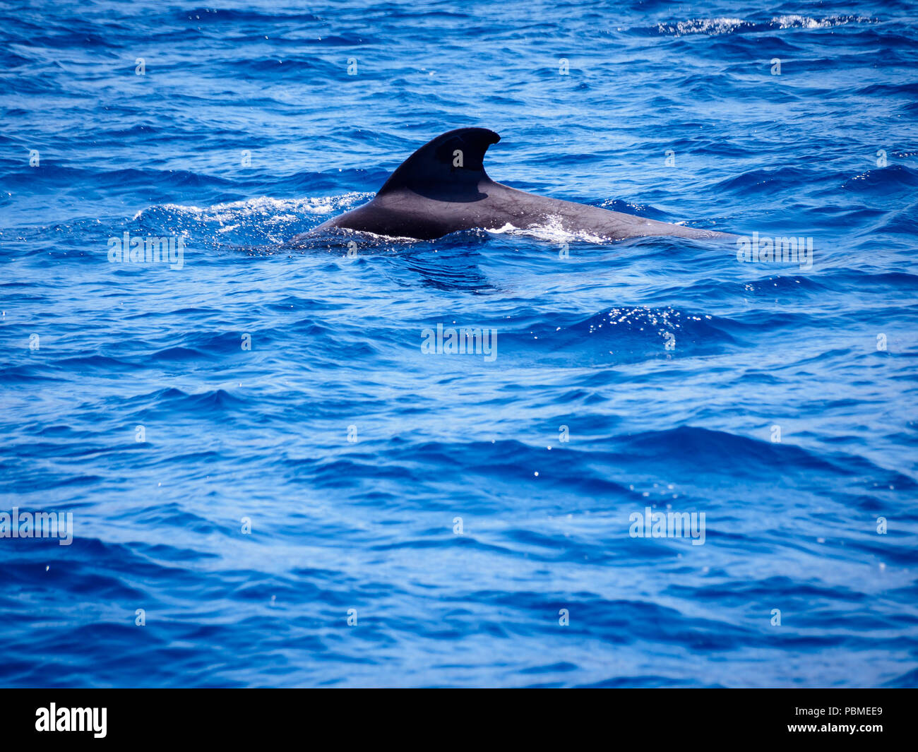 Pilot whale globicephala melas hi-res stock photography and images - Alamy