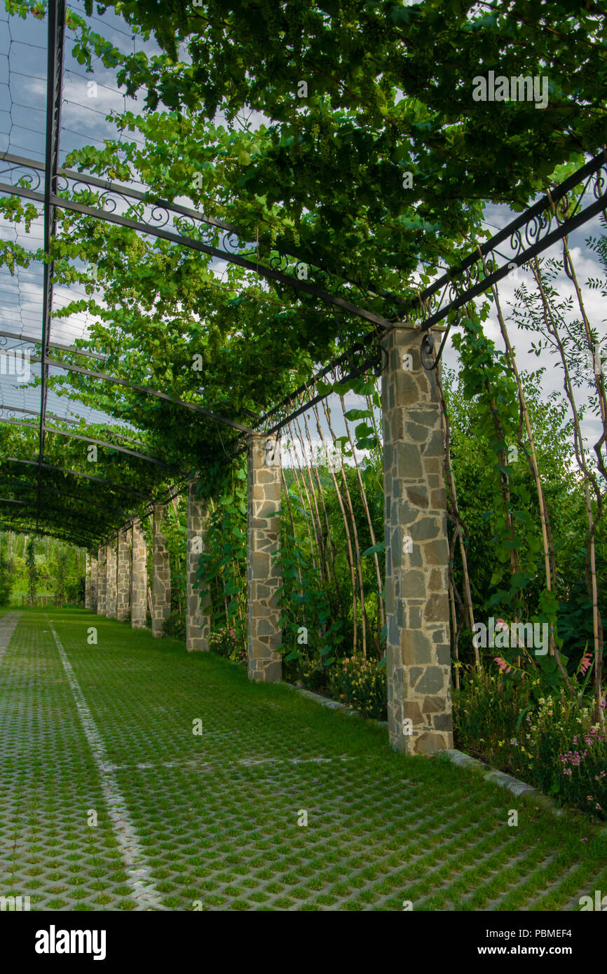 Pergola garden - archway in a garden/park covered with climbing grapes ...