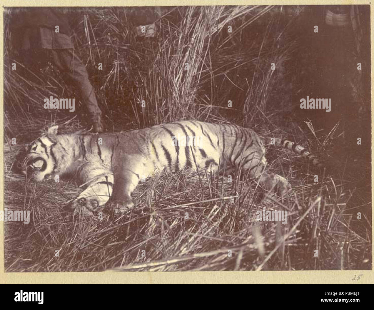 Royal hunting expeditions hi-res stock photography and images - Alamy