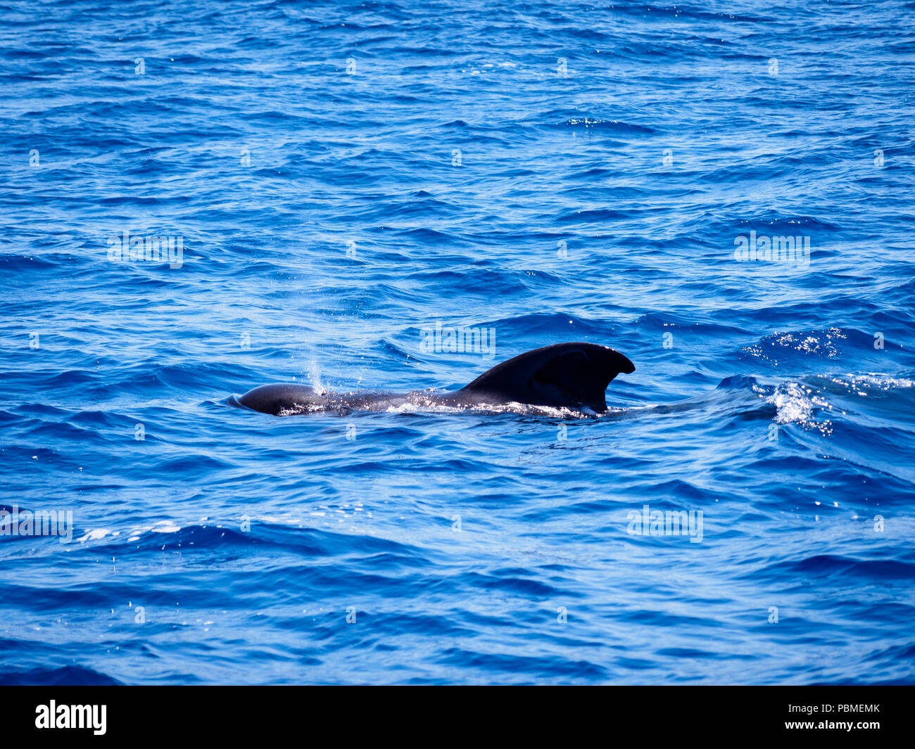Pilot whale (Globicephala melas) free in open sea water in tenerife ...