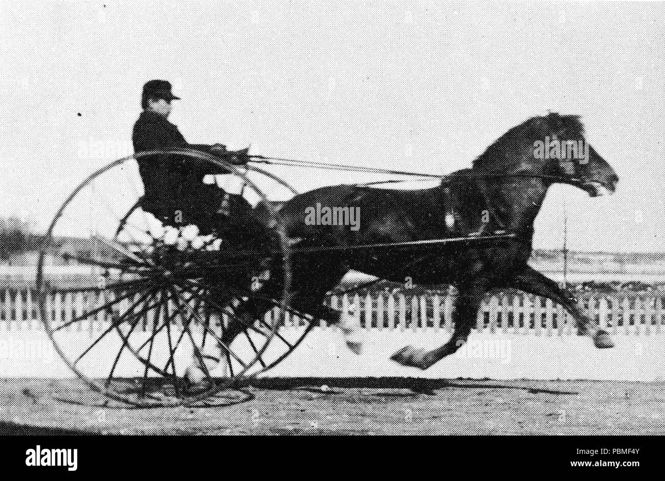 Kirppu hi-res stock photography and images - Alamy