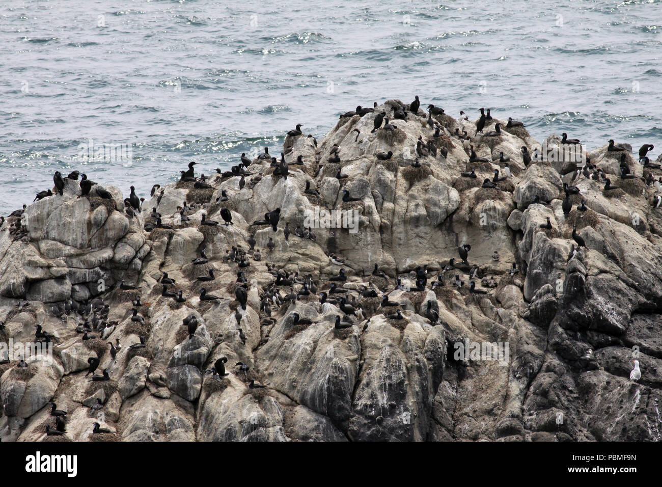 Common murres nest hi-res stock photography and images - Alamy