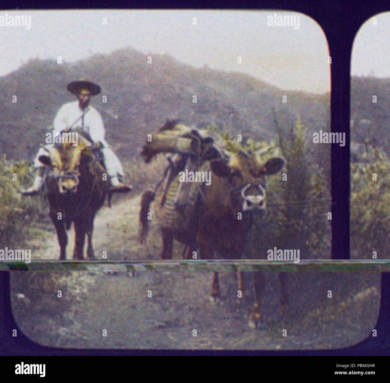 Riding ox hi-res stock photography and images - Alamy