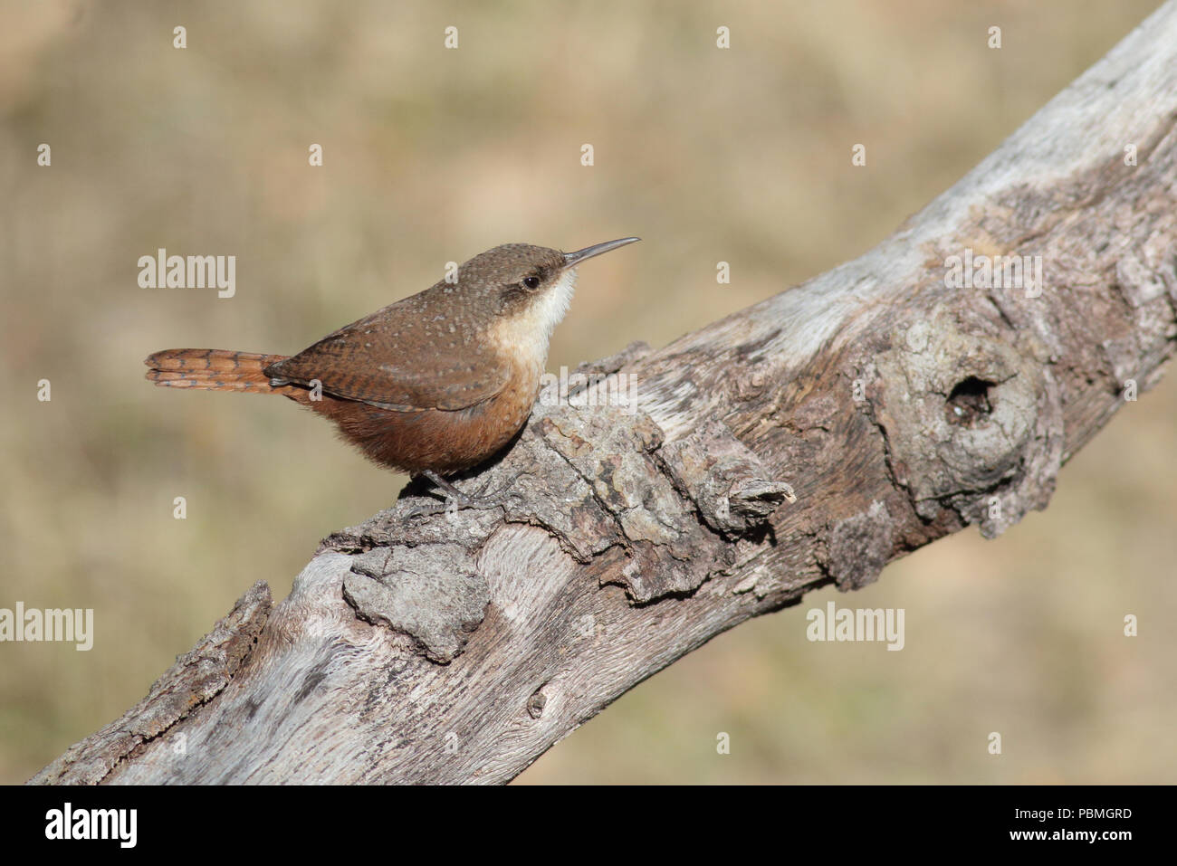 Canyon wren hi-res stock photography and images - Alamy